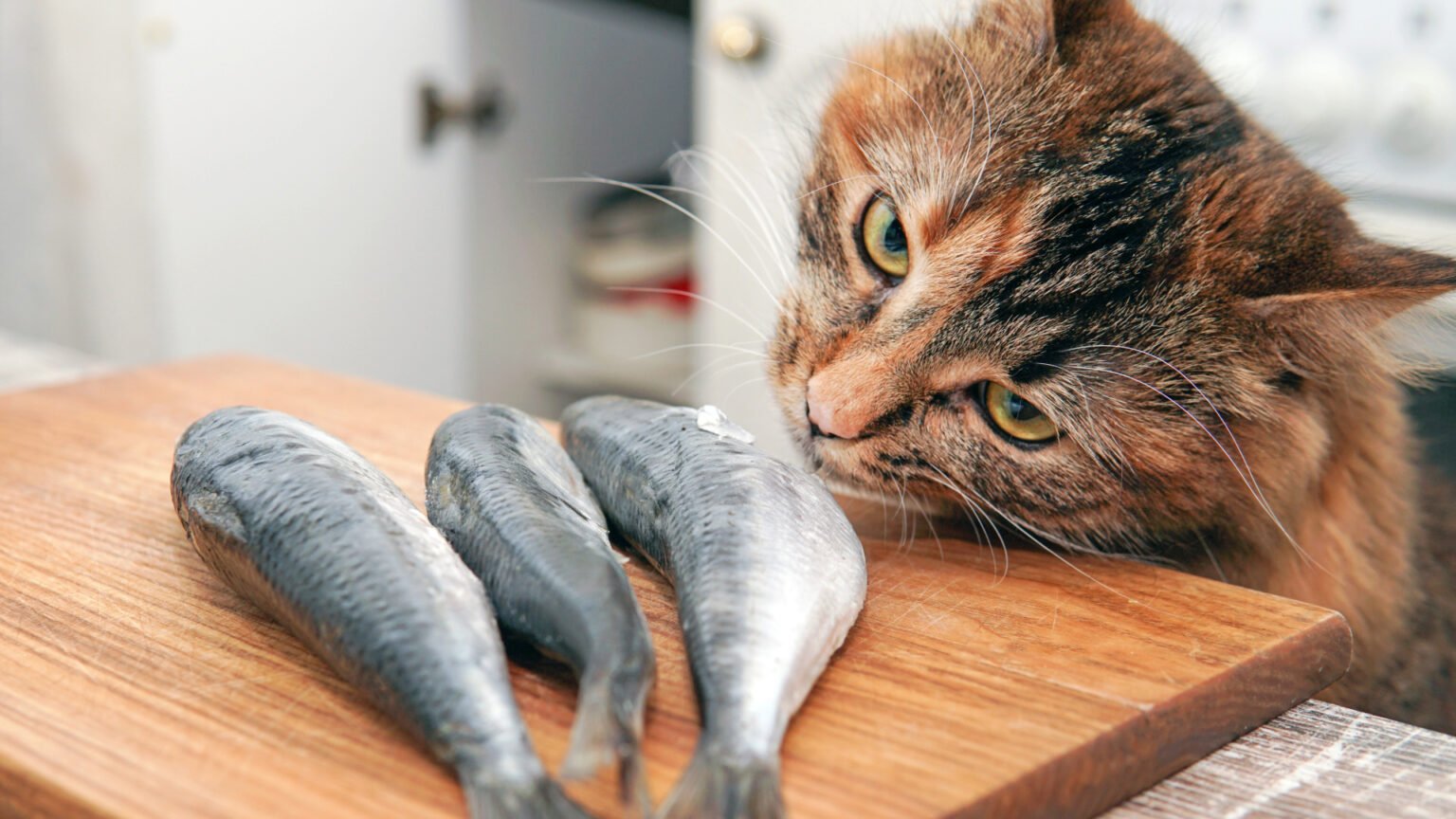 Can Cats Eat Chips? A Complete Vet-Aware Guide for Cat Owners