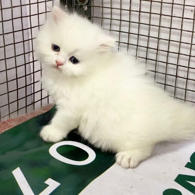 How Much Does a Persian Cat Cost in USA? 2026 Price Guide - Furrena